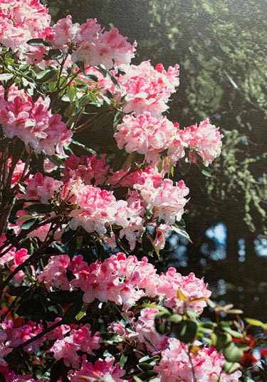 Rhododendron Festival | Siuslaw Pioneer Museum